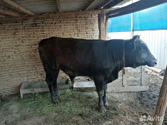 Бык на мясо