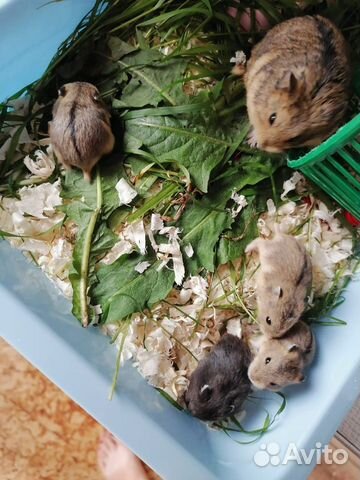 Джунгарики