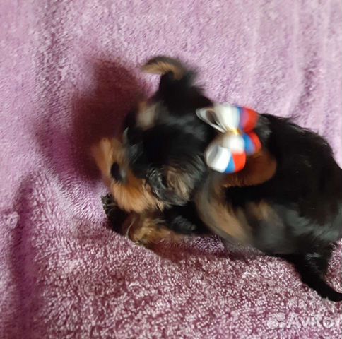 Йоркширский терьер