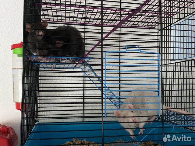 Крысы бесплатно