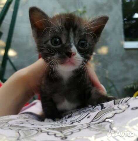 Котенок ищет дом