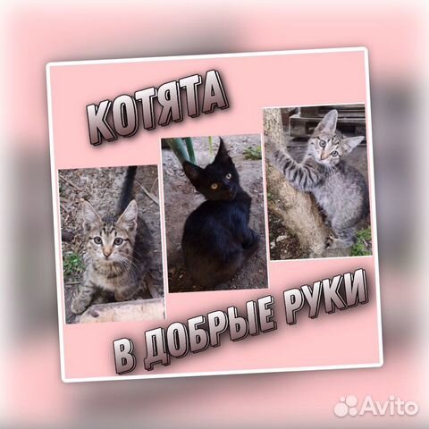 Шикарные котятки в добрые руки