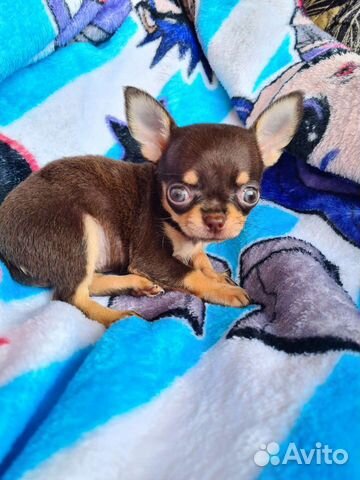Чихуахуа супер мини