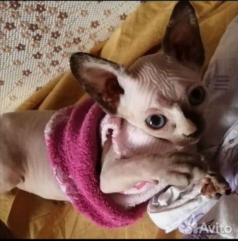 Котята сфинкс