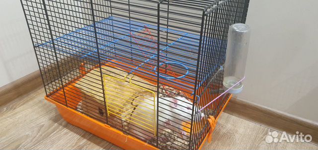 Отдам в добрые руки крыс