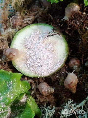 Улитята-Ахатина Ретикулята (Achatina reticulata)