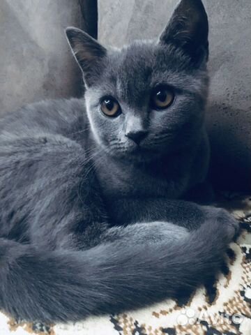 Британские котята