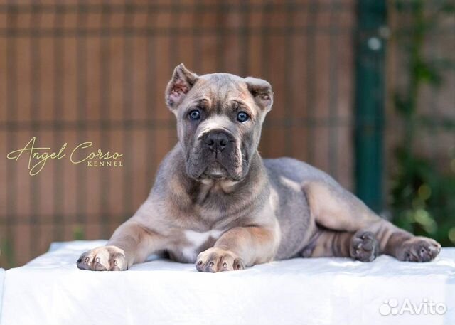 Кане корсо - прекрасный кобель