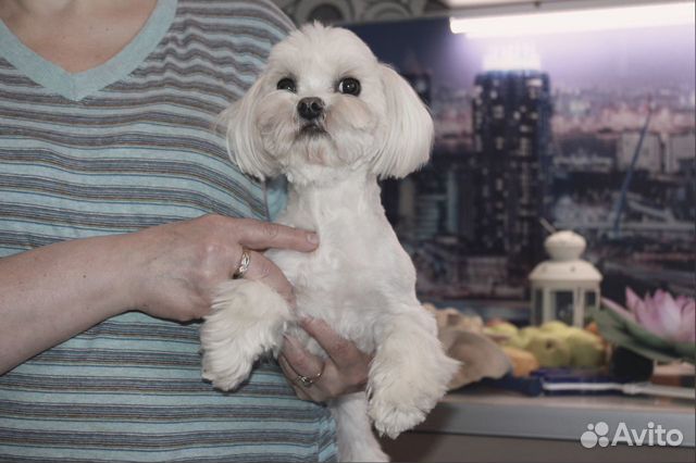 Взрослая девочка мальтезе 5,5 лет