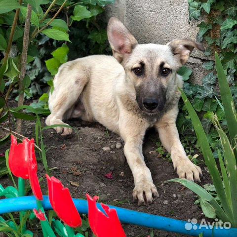 Гарик в добрые руки