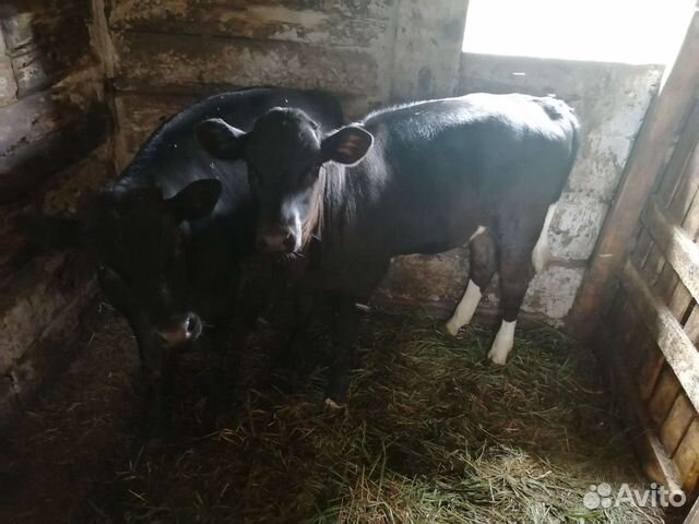 Тёлка 4 месяца