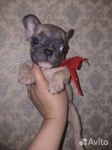 Бульдожка девочка