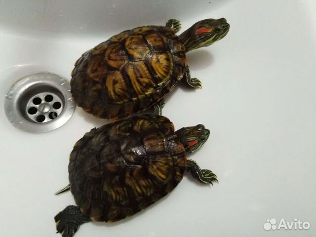 Черепаха морская красноухая