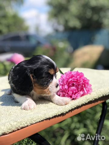 Щенки кавалер кинг чарльз спаниель