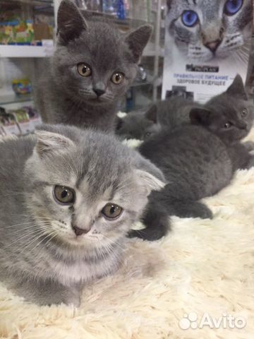 Британские катята