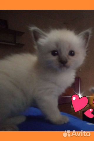 Котята породы невскаяя маскарадная