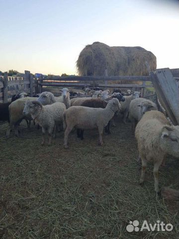 Овцы бараны
