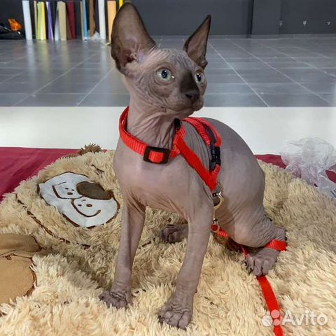 Кошка канадский сфинкс