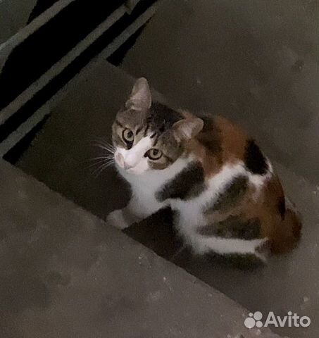 Кошечка в добрые руки