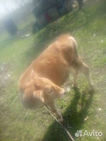 Телачка от очень хорошей коровы возраст 6-7месяцев