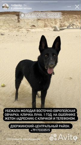 Потерялась собака. Восточноевропейская овчарка