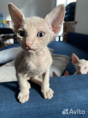 Котята сфинкс