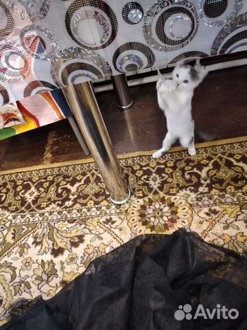 Котенок в добрые руки,игривый,веселый шалун