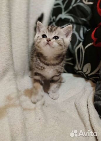 Шотландская кошечка