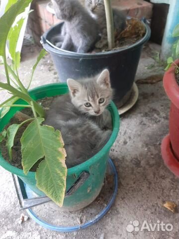 Очень породистые котята Мама красавица Папа подлец