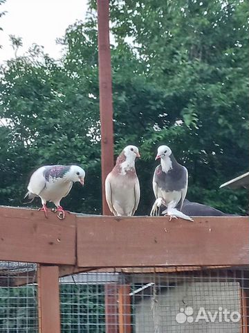 Голуби Бакинцы привозные