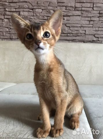 Абиссинский мальчик