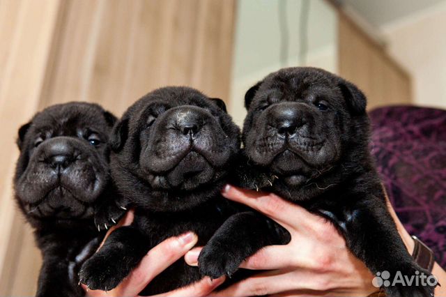 Щенки шарпей