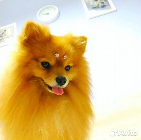 Шпиц на вязку