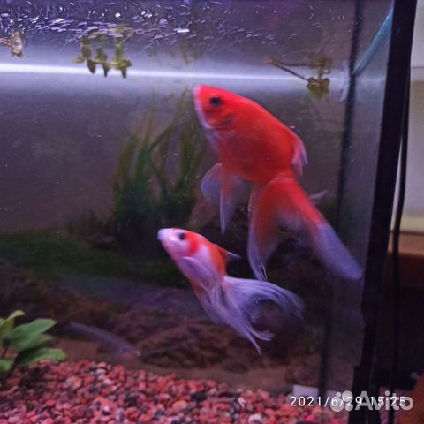 Золотая рыбка