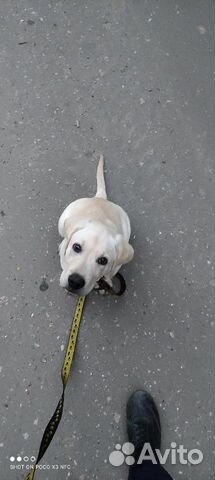 Продам лабрадора 4 месяца