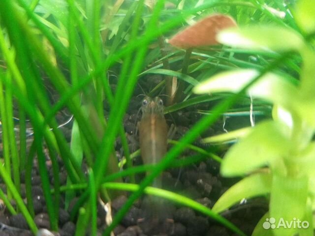 Креветки амано