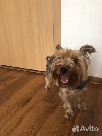 Нейдена собака йорк