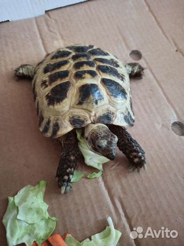 Черепаха сухопутная