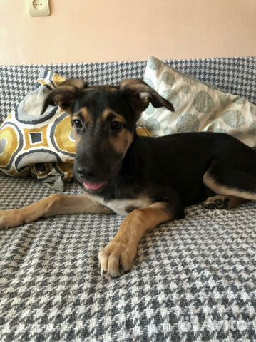 Щенок в добрые руки