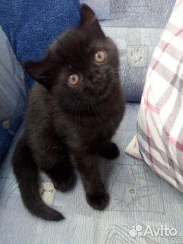 Британский котенок
