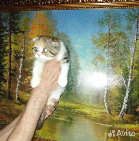 Шотландская вислоухая