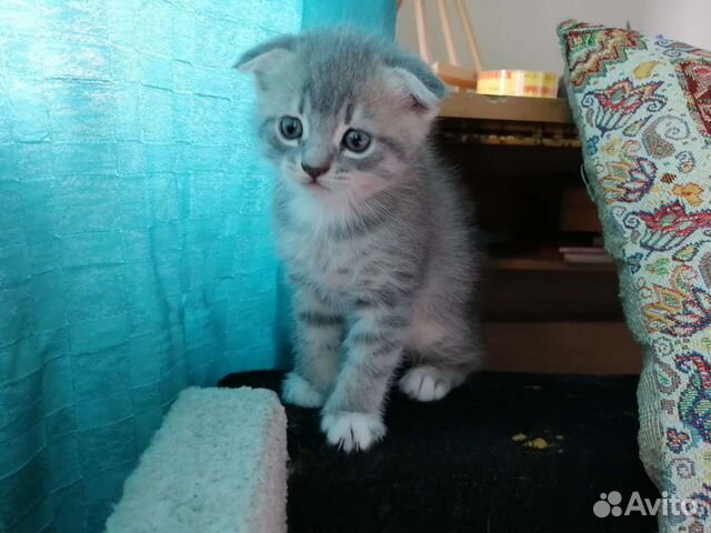 Шотландские вислоухие и прямоухие котята