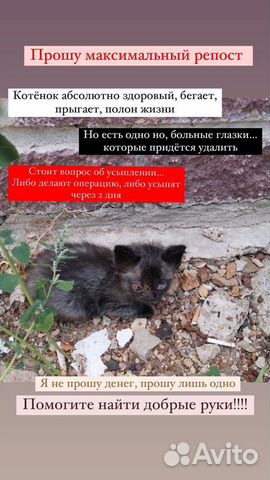 Котенок на усыпление