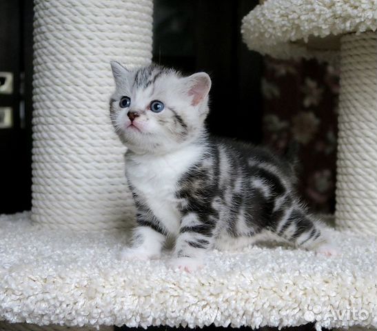 Британские чистокровные котята окраса вискас и сер
