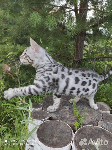 Бенгальские котята (серебро, снег, золото)