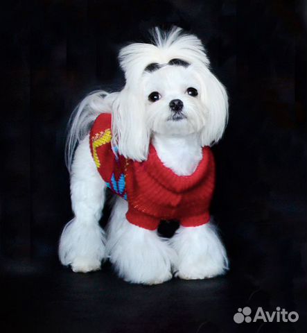 Мальтийская болонка (мальтезе)