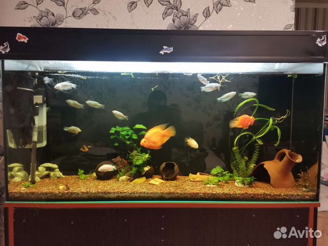 Аквариум