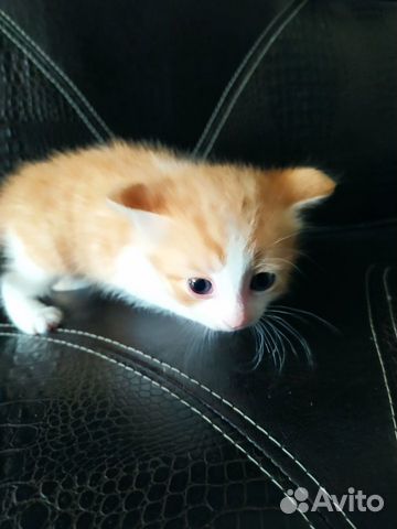 Кошка рыженькая