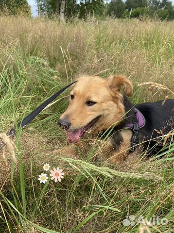 Небольшого размера собачка ищет дом