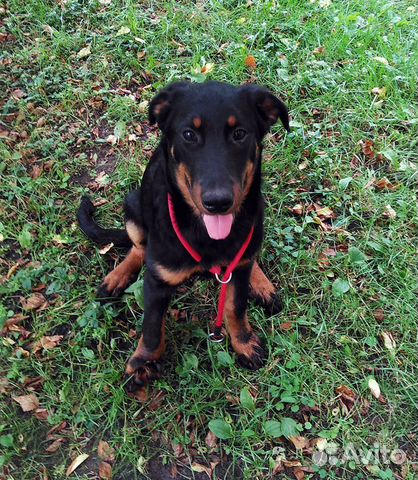 Щенок босерона